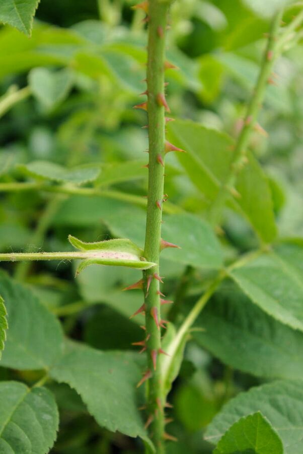 Agathe incarnata – Rose-Biblio