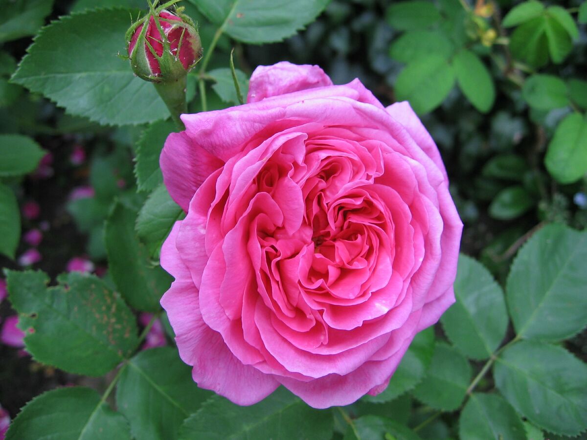 Magna Charta – Rose-Biblio