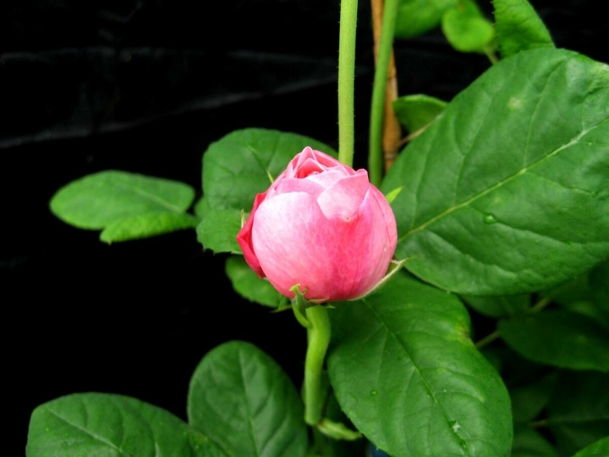 Allegra – Rose-Biblio