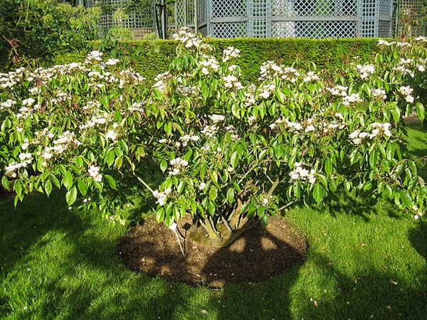 Rosa henryi Boulenger – Rose-Biblio