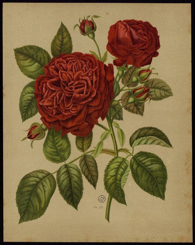 Datei:Duke of Edinburgh, Pl. 28, S. 193.jpg – Rose-Biblio