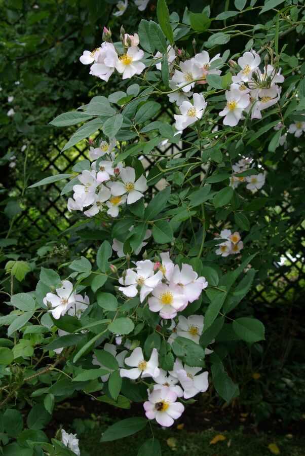 Francis E. Lester – Rose-Biblio