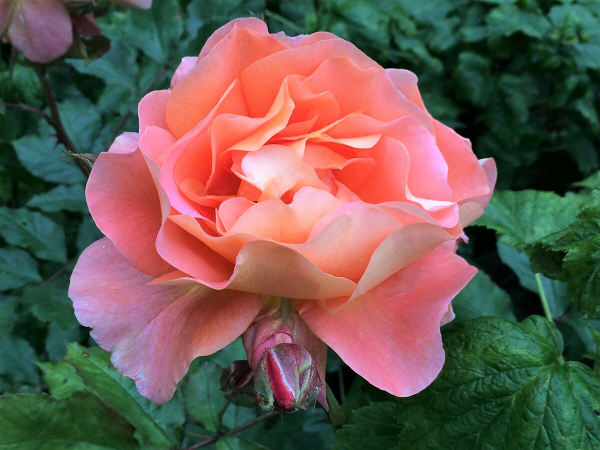 Pat Austin – Rose-Biblio