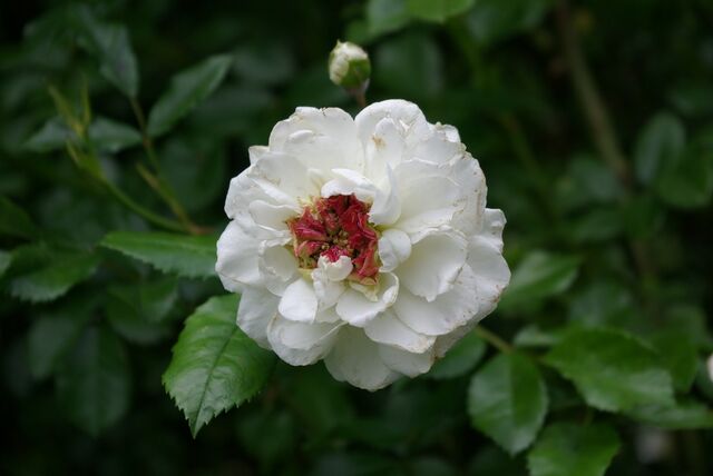 Jeanne Richert – Rose-Biblio