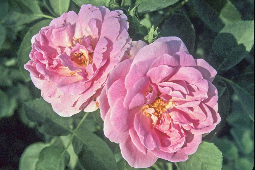 Rose Edouard – Rose-Biblio
