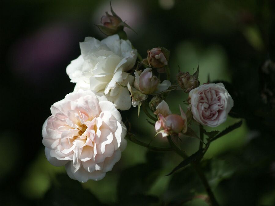 Felicia – Rose-Biblio