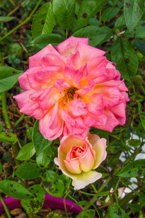 Phyllis Bide – Rose-Biblio