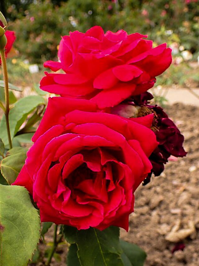 Schlösser's Brilliant – Rose-Biblio