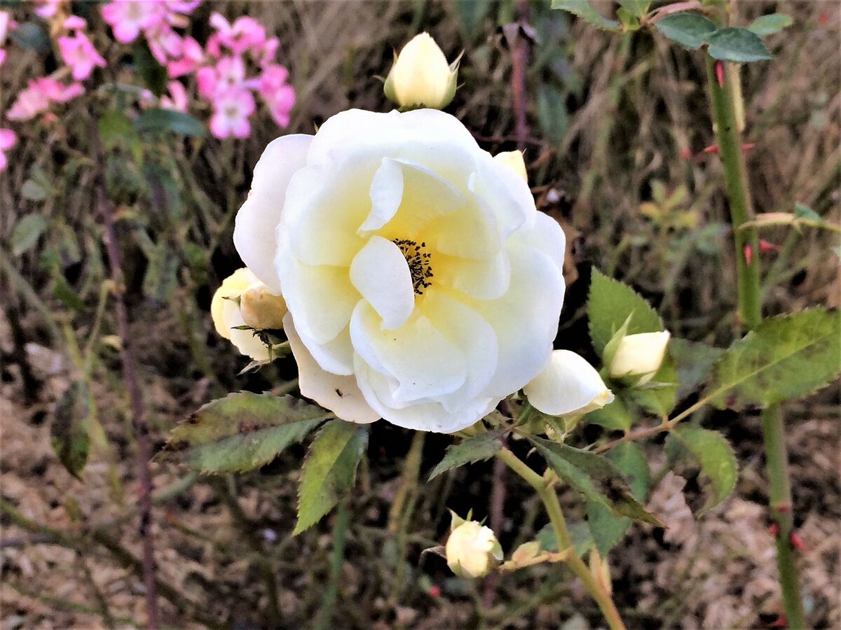 Château de Munsbach – Rose-Biblio