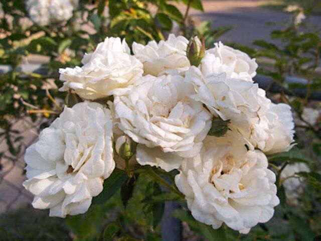 Prosperity – Rose-Biblio