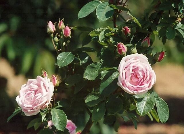 Rosa manettii hort. – Rose-Biblio