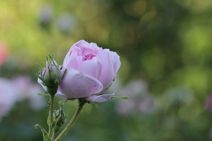 Agathe incarnata – Rose-Biblio