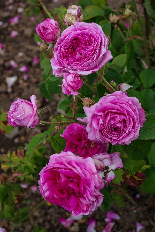 Ambroise Paré – Rose-Biblio