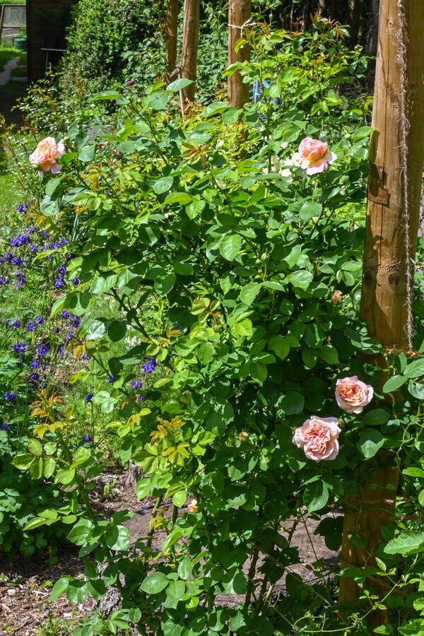 Alchymist – Rose-Biblio