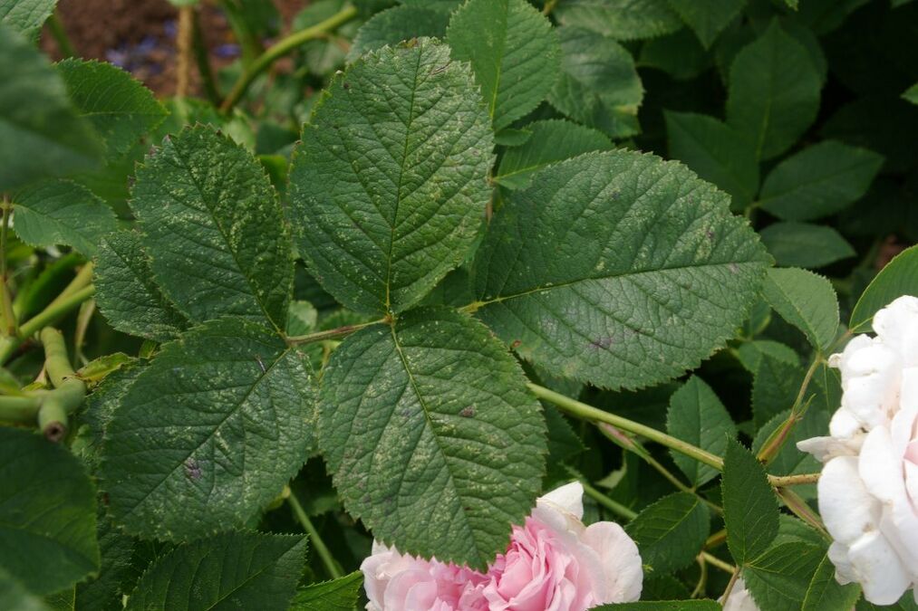 Chloris, Alba – Rose-Biblio