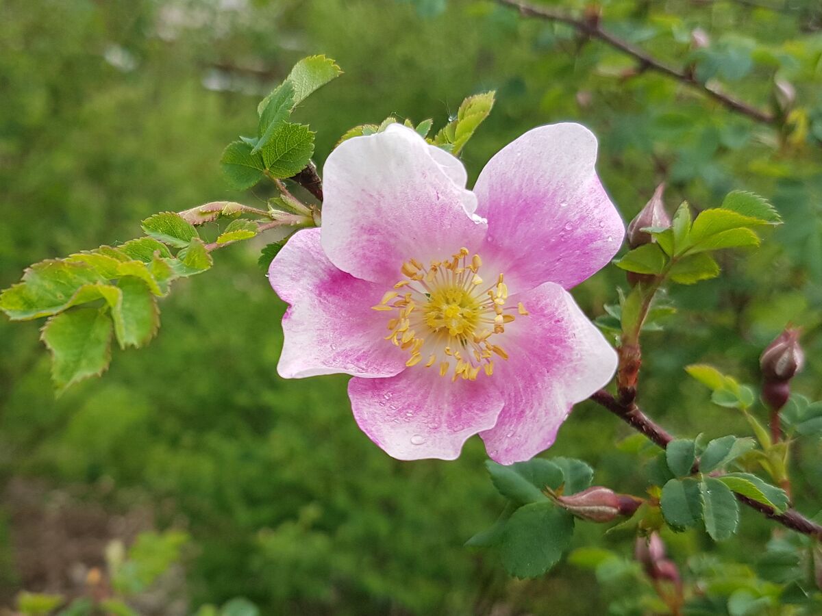 Rosa x reversa 'Mary Queen of Scots' – Rose-Biblio