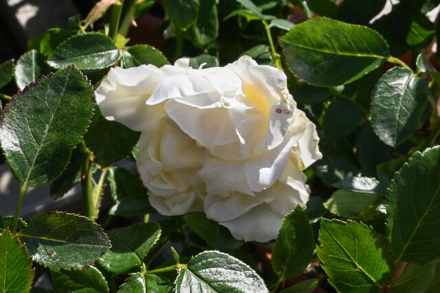 Kosmos – Rose-Biblio
