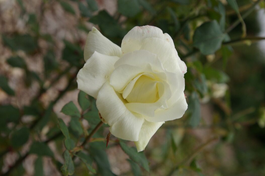 Countess of Warwick – Rose-Biblio