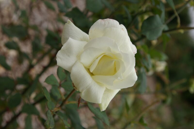 Countess of Warwick – Rose-Biblio