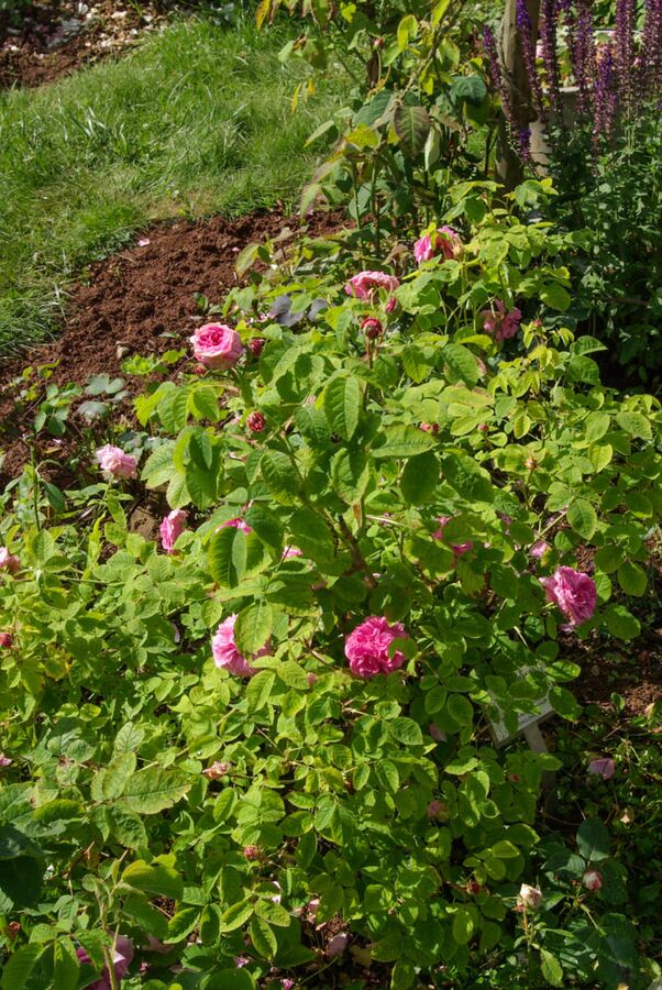 Duchesse de Rohan – Rose-Biblio