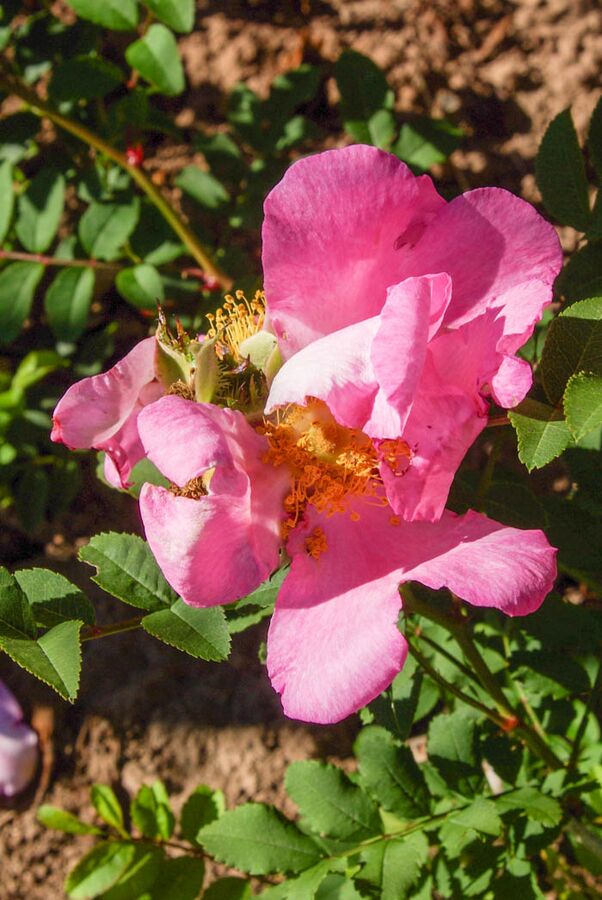 Rosa roxburghii 'Lampion' – Rose-Biblio