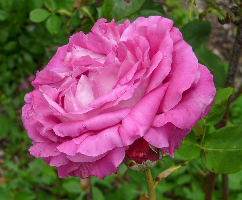 Paul Neyron – Rose-Biblio