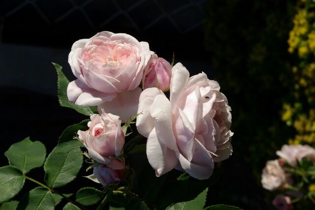 Blanche Lafitte – Rose-Biblio