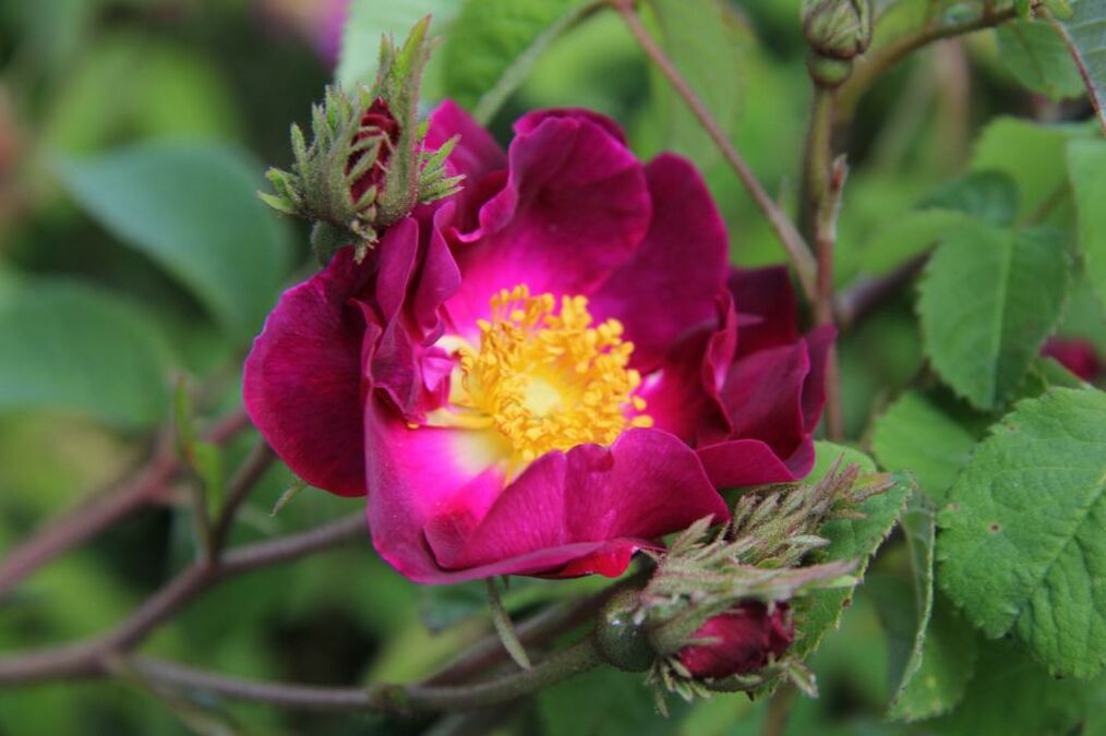 Violacea – Rose-Biblio