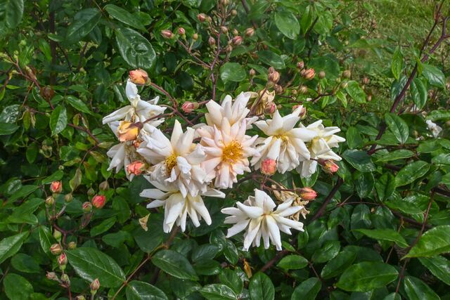 Ceres, Moschata – Rose-Biblio