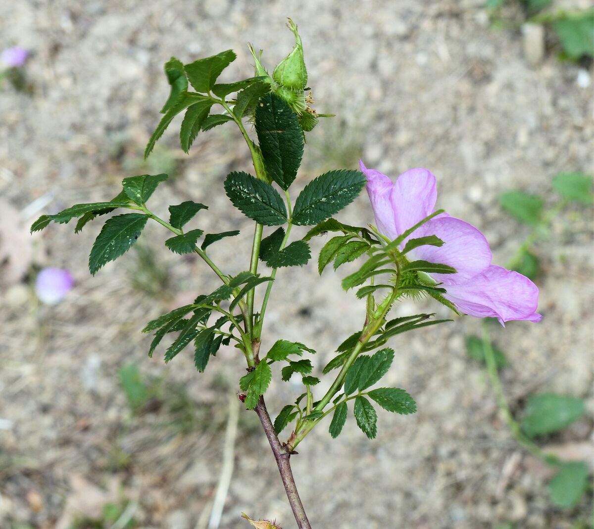 Datei:Rosa roxburghii, Andrea Moro, Università di Trieste 1.jpg – Rose ...