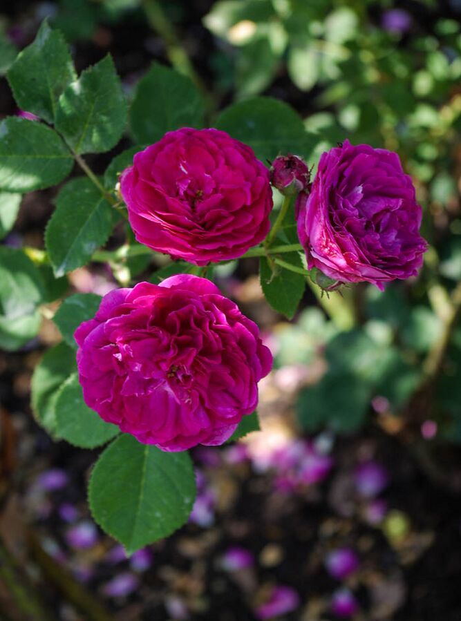 L'Orléanaise – Rose-Biblio