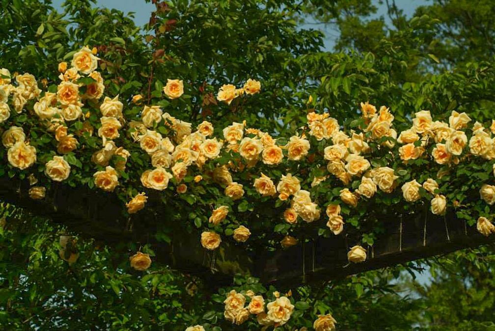 Lady Hillingdon, Clbg. – Rose-Biblio