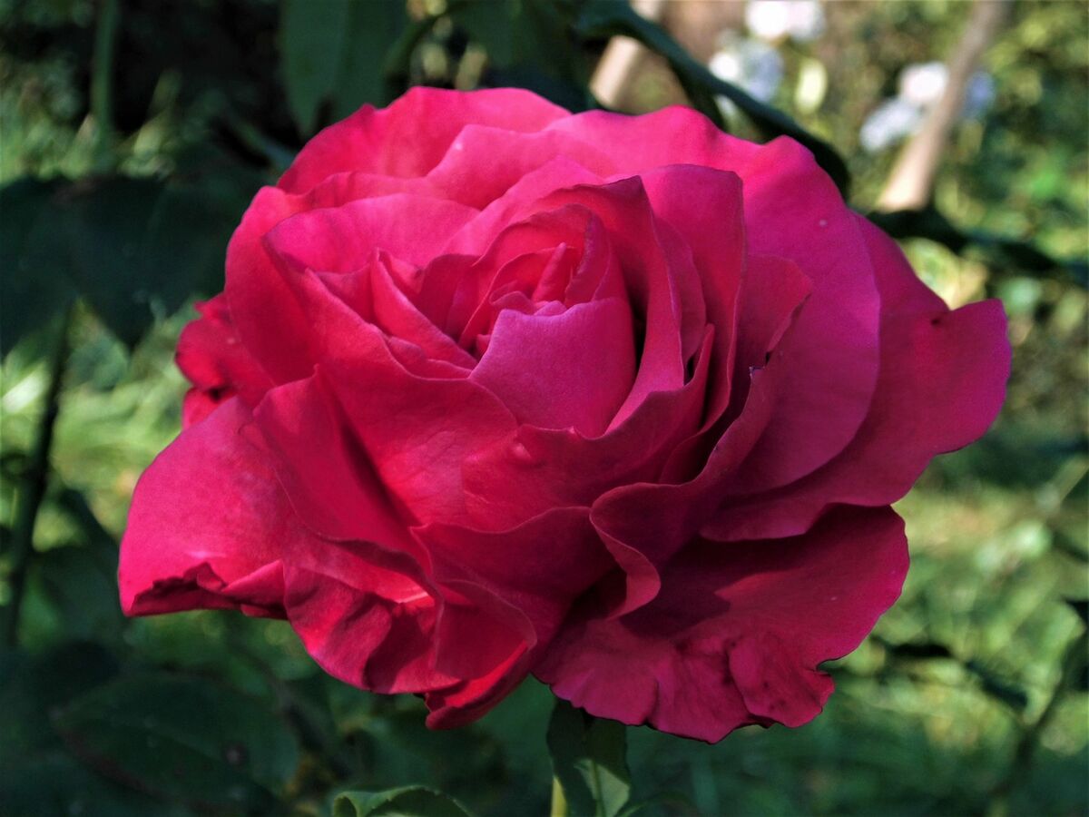 Venrosa – Rose-Biblio