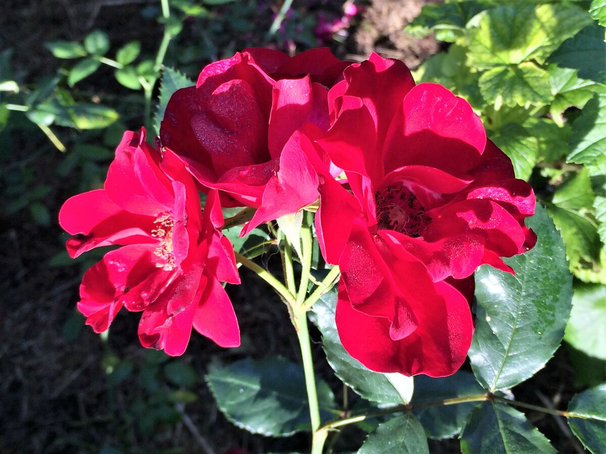 Ville d'Ettelbruck – Rose-Biblio