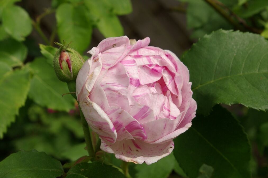 Honorine de Brabant – Rose-Biblio