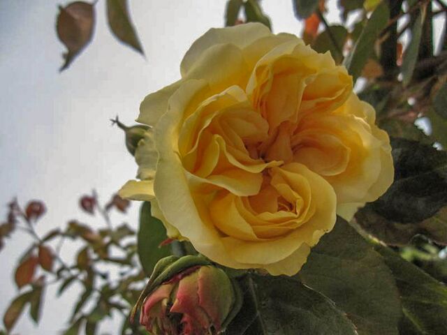 Duchesse d'Auerstaedt – Rose-Biblio
