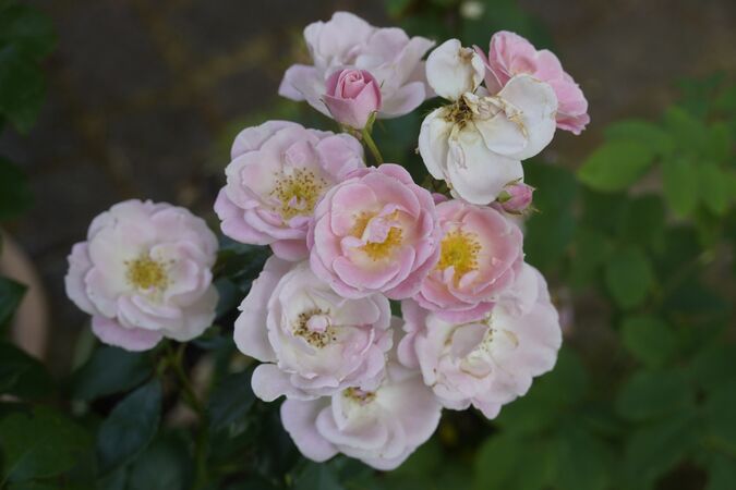 Mechteld ten Ham – Rose-Biblio