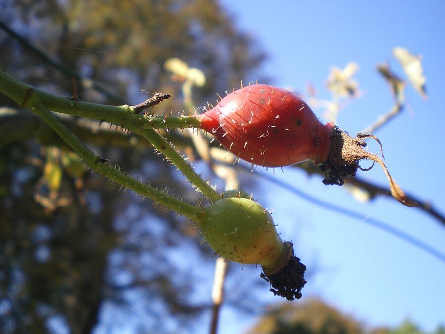 Amy Robsart – Rose-Biblio