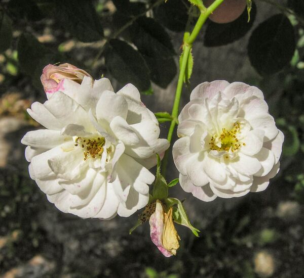 Ethel – Rose-Biblio