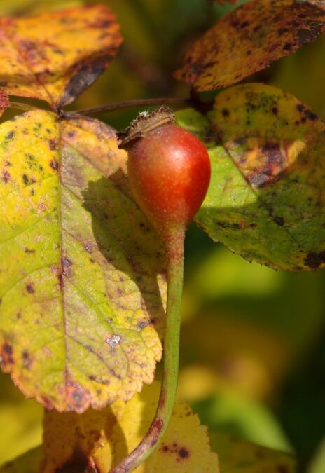 Aimable Rouge – Rose-Biblio