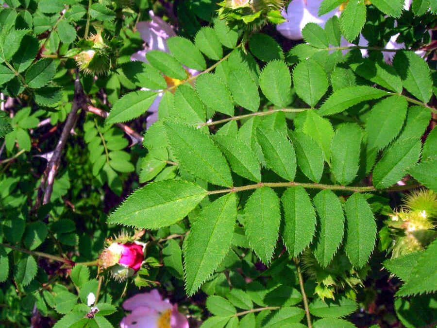 Rosa roxburghii Tratt. var. hirtula (Regel) Rehder & E.H.Wilson – Rose ...