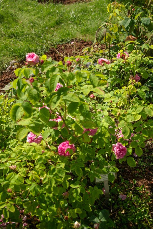 Duchesse de Rohan – Rose-Biblio