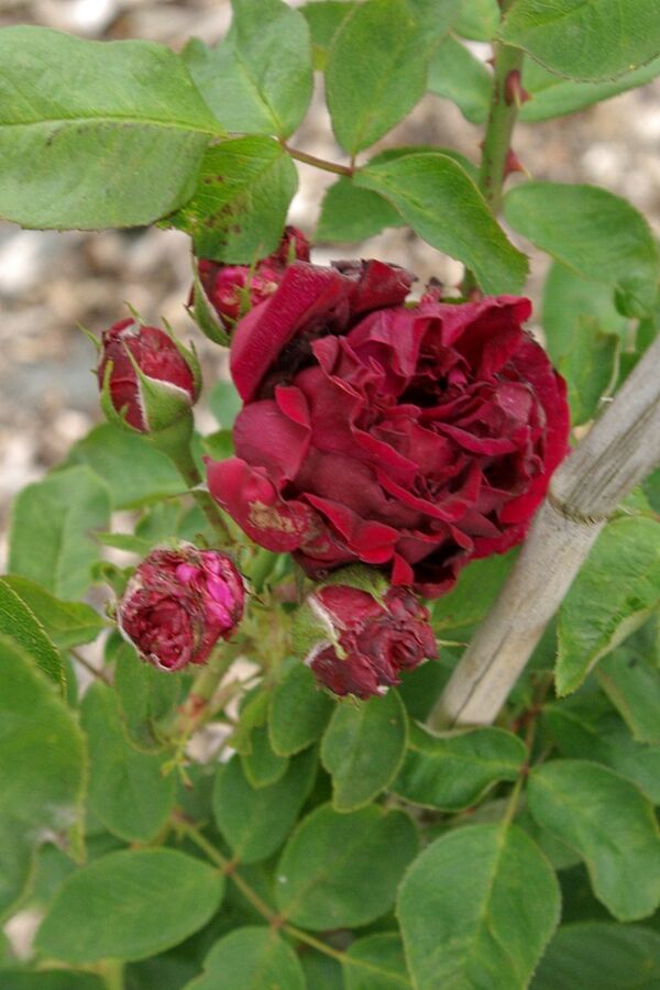 Black Prince – Rose-Biblio