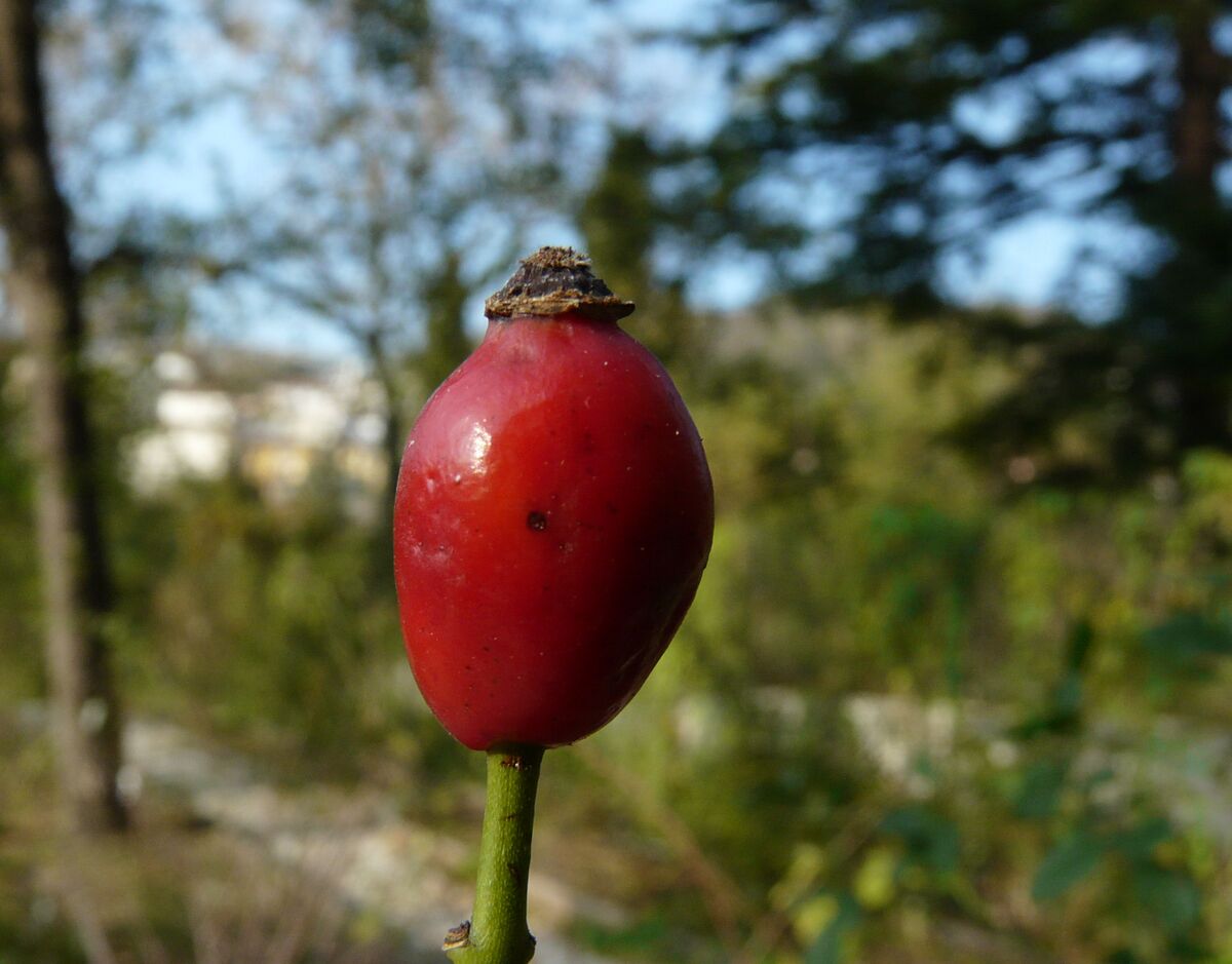 Datei:R.stylosa, Univ. Trieste 5.jpg – Rose-Biblio
