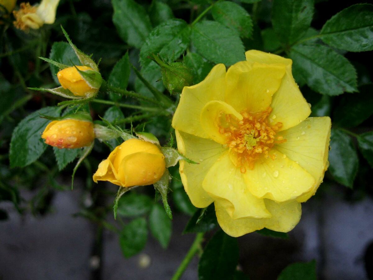 Golden Age – Rose-Biblio