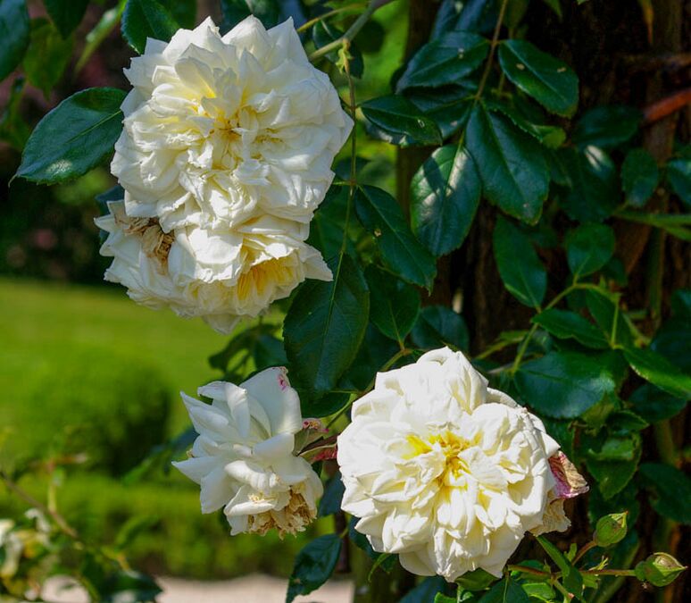 Albéric Barbier – Rose-Biblio