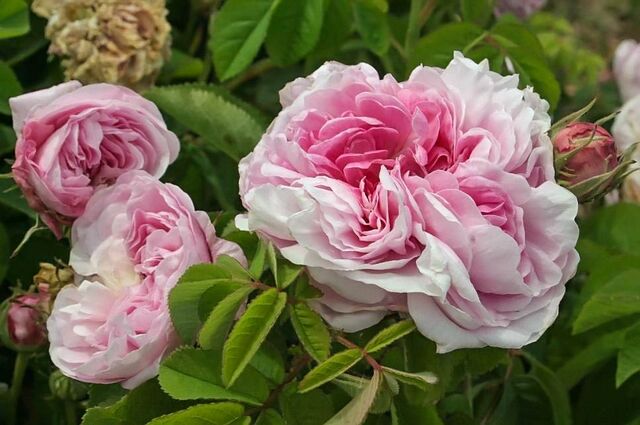 Provins Velours – Rose-Biblio