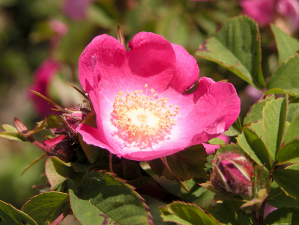 Rosa forrestiana Boulenger – Rose-Biblio