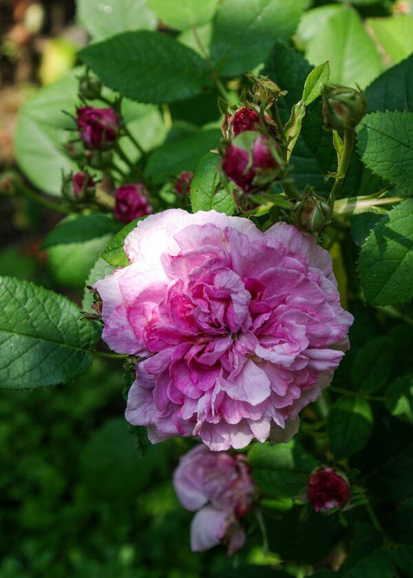 Columelle – Rose-Biblio