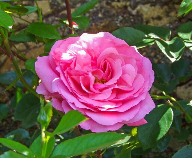 Datei:Fabre d'Eglantine, Guillaume Epinal 1-2-w.jpg – Rose-Biblio